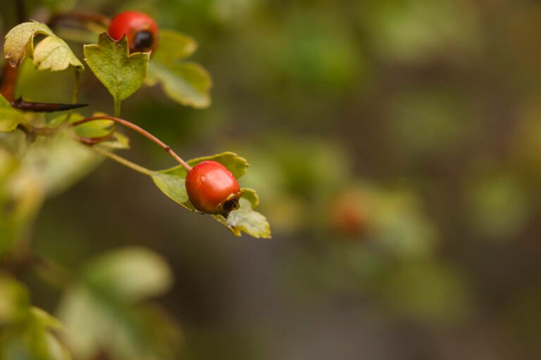 The Leitz Story - delta